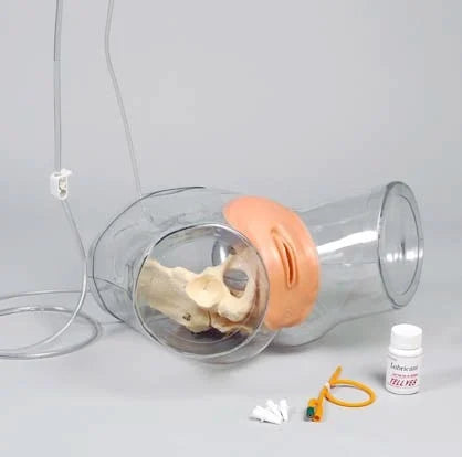 Transparent Female Catheterization Model – REVITI