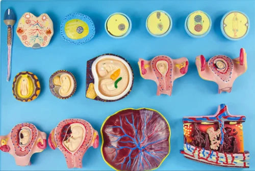 Human Fertilization And Early Embryogeny Model – REVITI