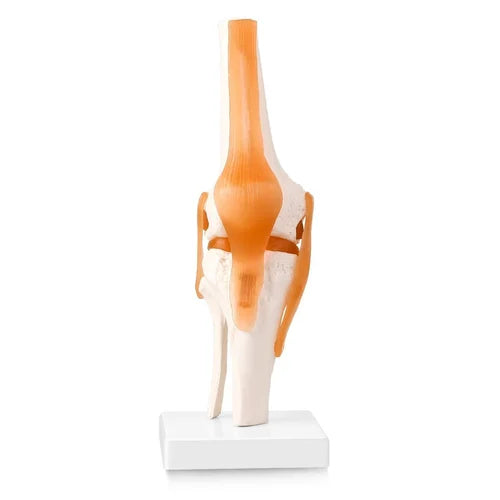 Kay Kay Knee Joint Model – REVITI
