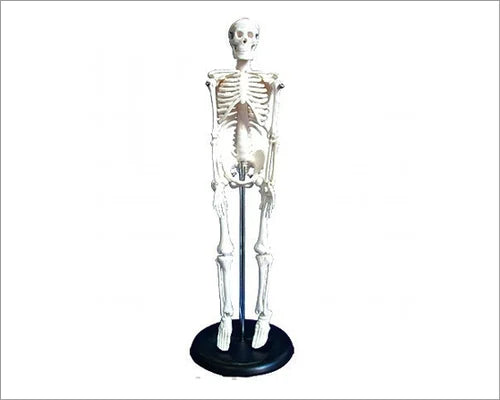 Kay Kay Human Skeleton Models – REVITI