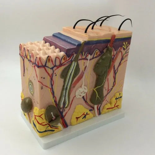SKIN BLOCK MODEL – REVITI